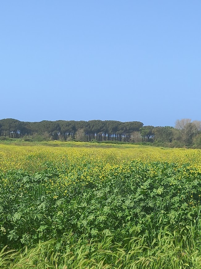 Montalto, acquisita dalla Soprintendenza una vasta areaalle Murelle: lì ...